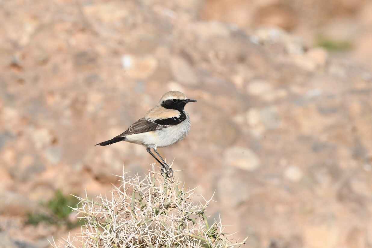 Birding Tours in Morooco Atlas And Sahara
