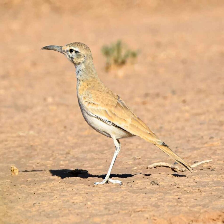 Birds in Morocco - Birdwatching Morocco Tours