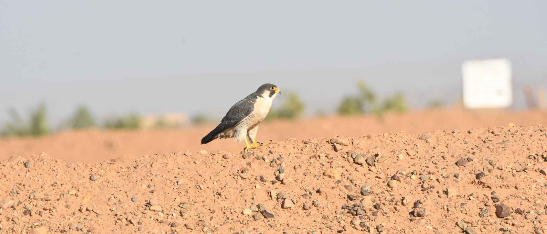 12 Days Birding the Atlas Mountains & Sahara and Atlantic Coast